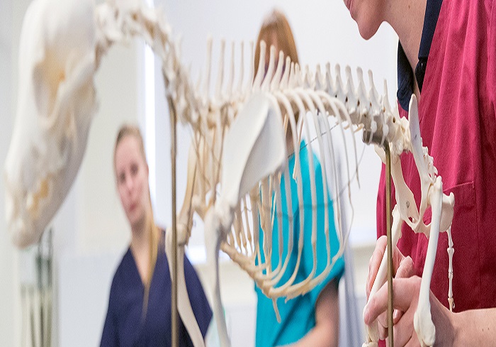 Veterinary education - WOAH Middle-East