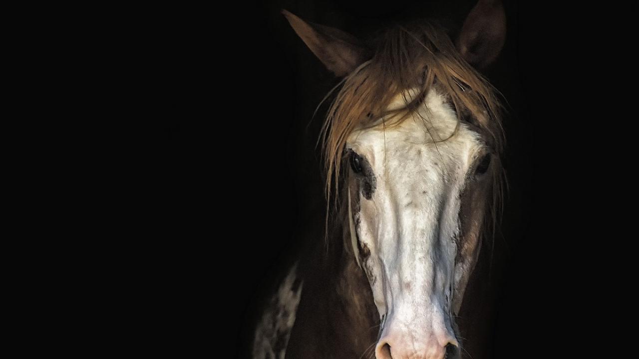 Glanders - WOAH Middle-East