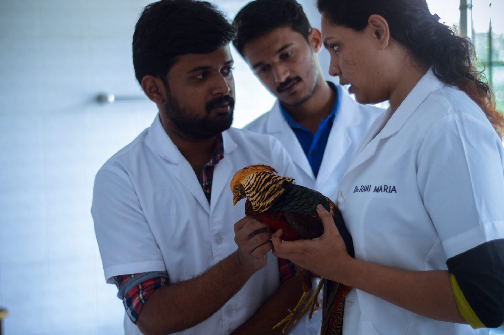 Expertise networks: “We are the eyes on animal influenza” - WOAH ...